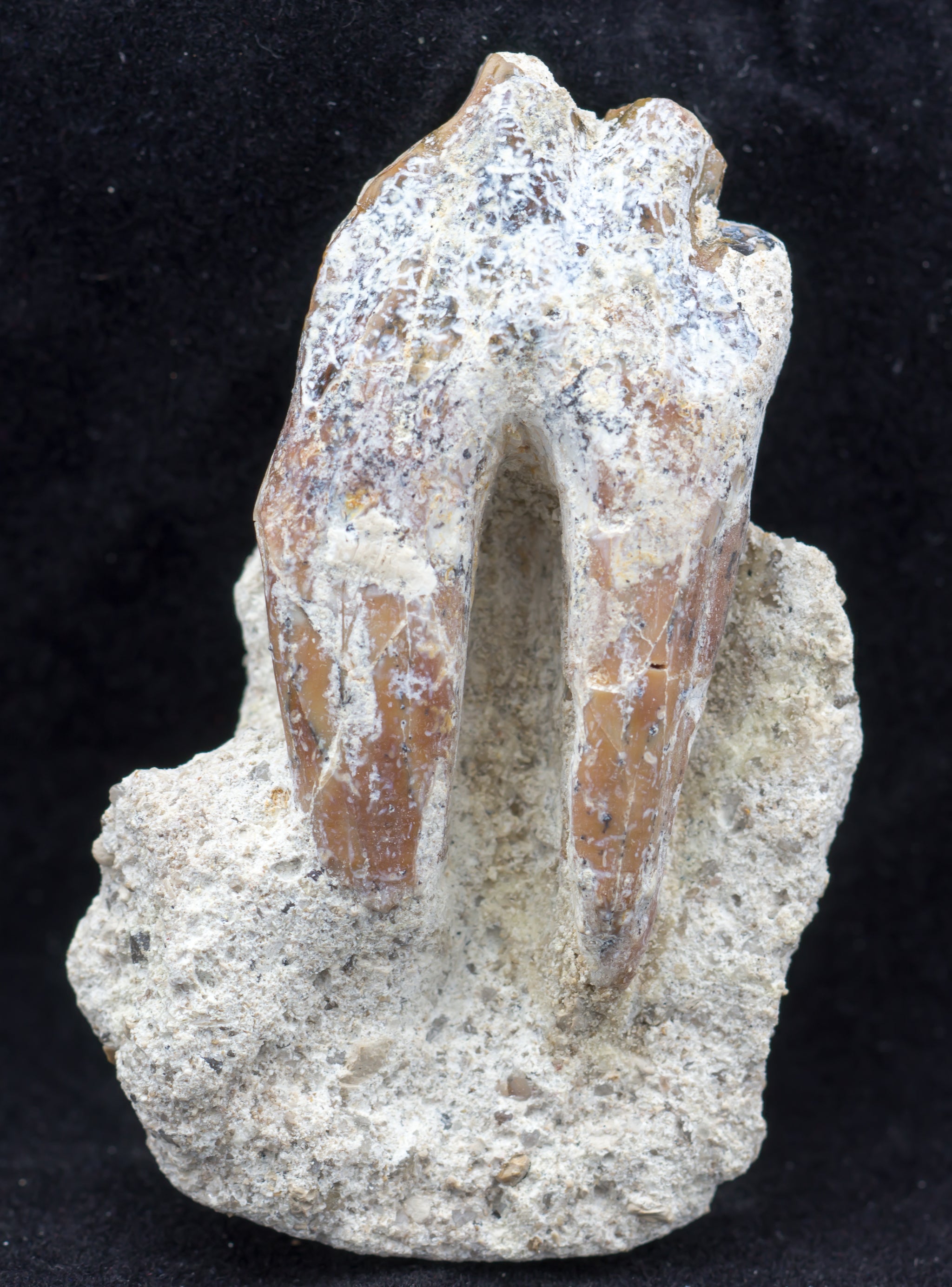 2" Posterior Basilosaur (Whale) Tooth – Chalk Hills Fossils