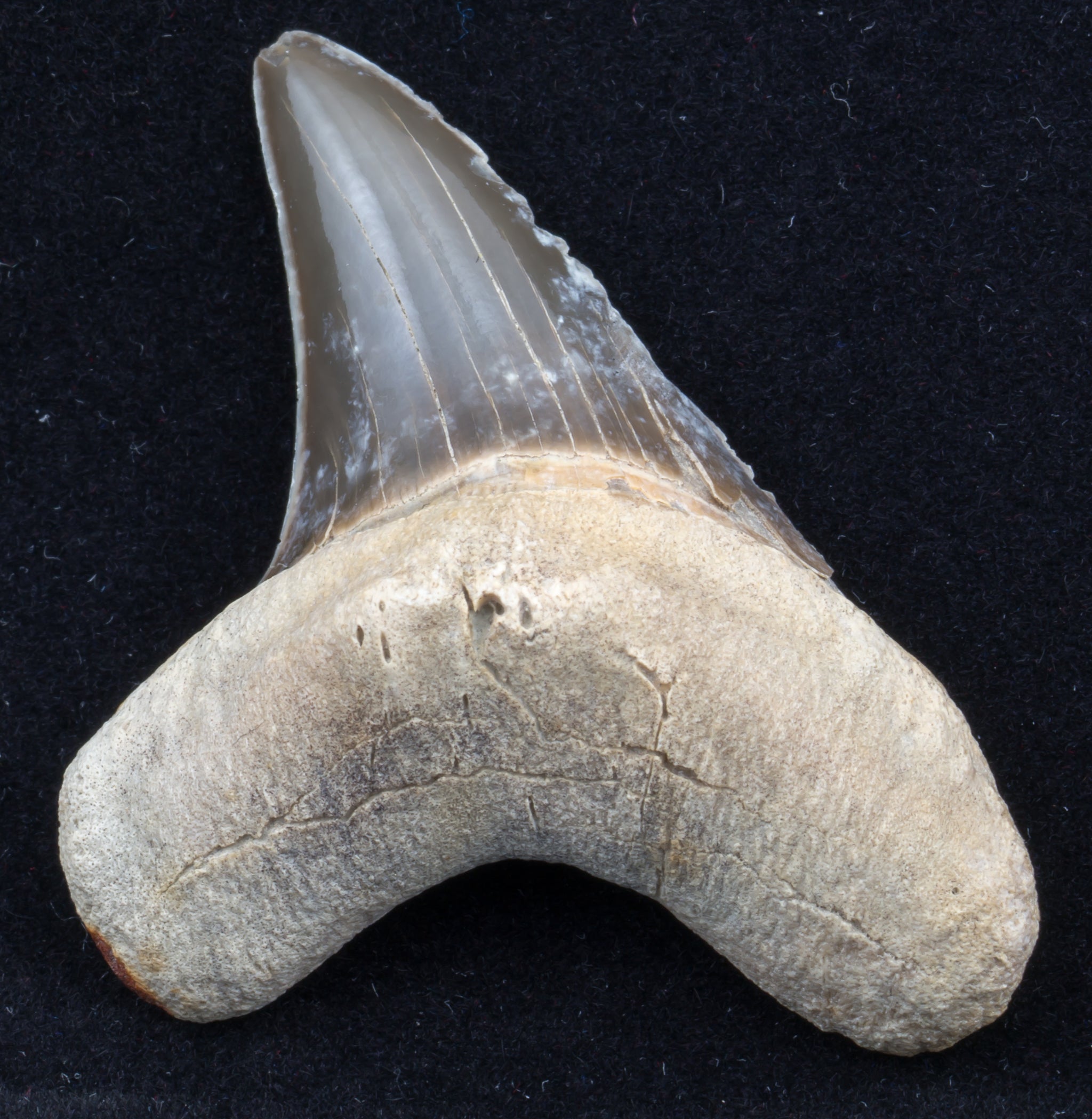 Shark Teeth – Tagged "Cretoxyrhina mantelli" – Chalk Hills Fossils