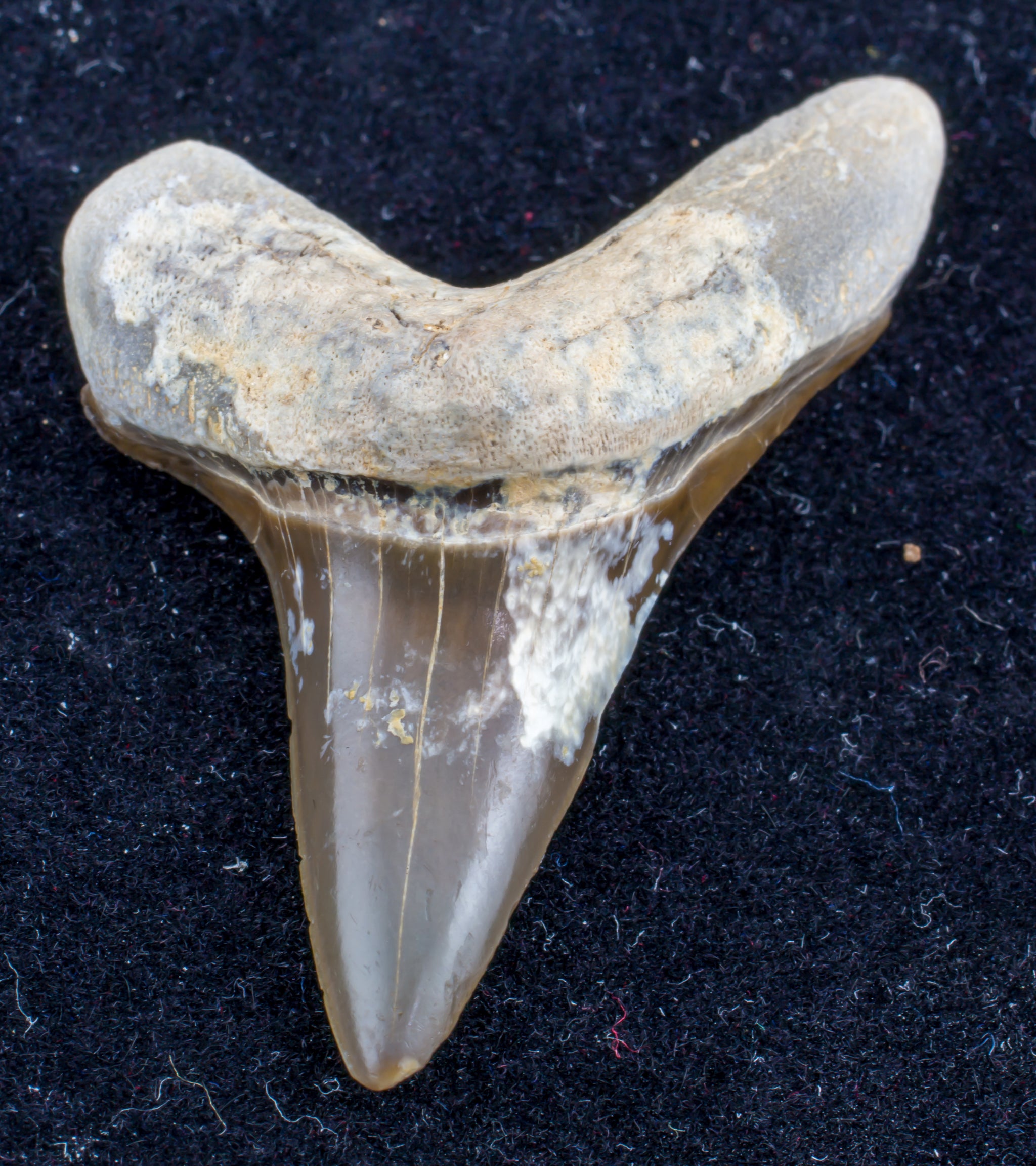 Shark Teeth – Tagged "Cretoxyrhina mantelli" – Chalk Hills Fossils