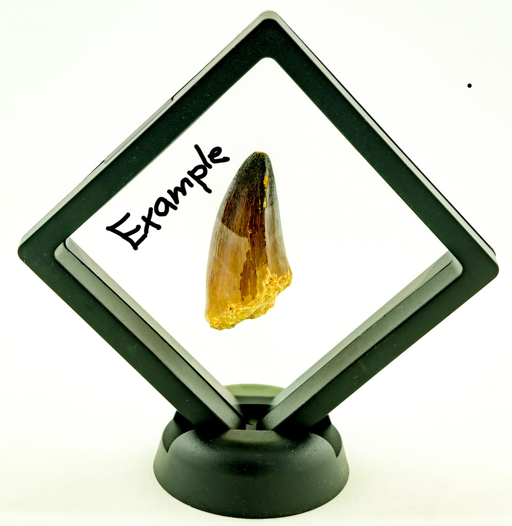 Otodus obliquus Pathological Tooth #1 – Chalk Hills Fossils