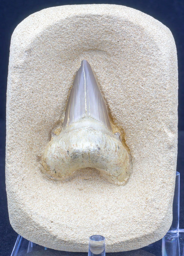Otodus Shark Tooth Kit – Chalk Hills Fossils