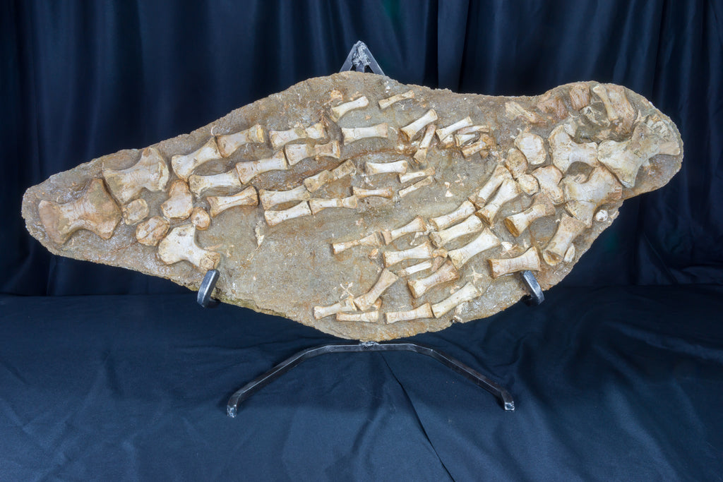 Mosasaur Paddles-Morocco #2 – Chalk Hills Fossils