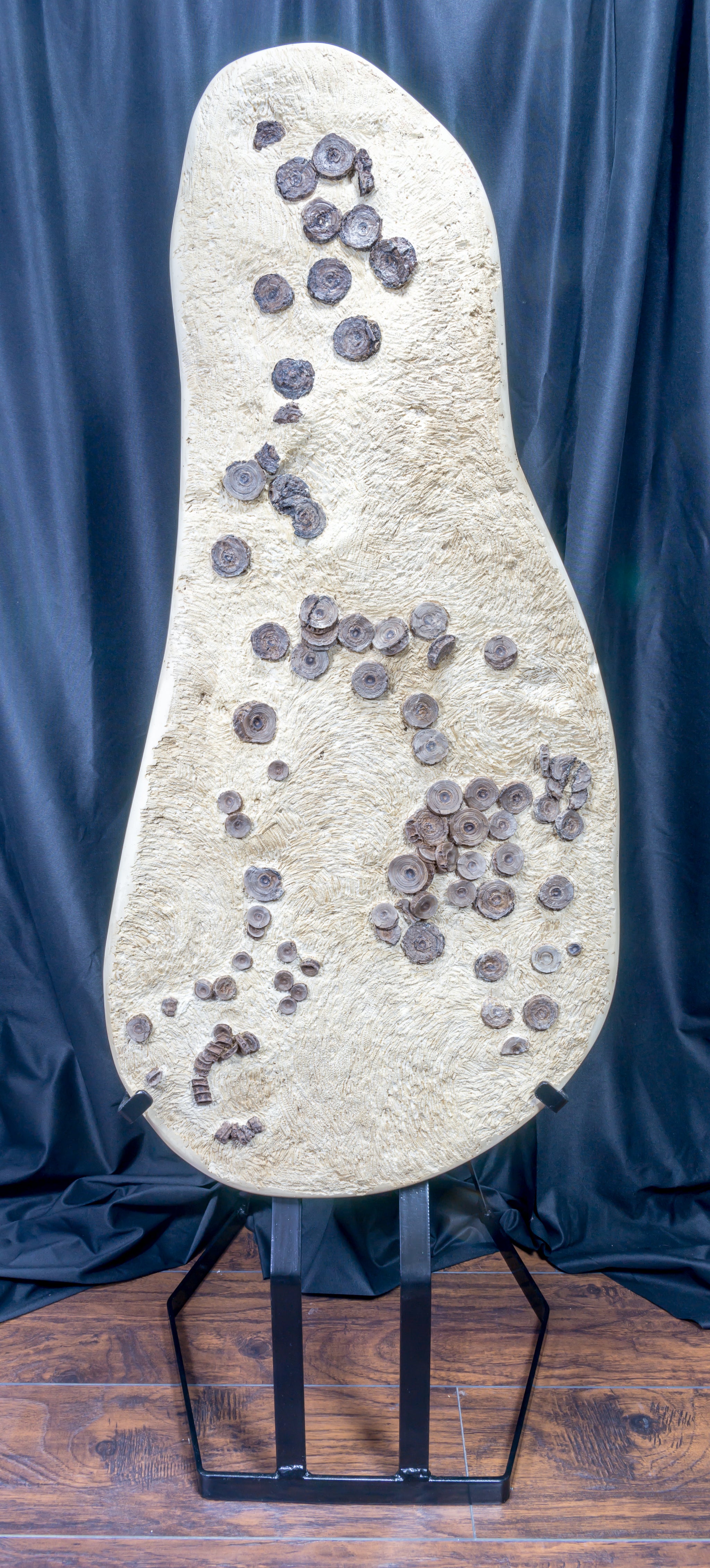 Shark Teeth – Tagged "Niobrara" – Chalk Hills Fossils