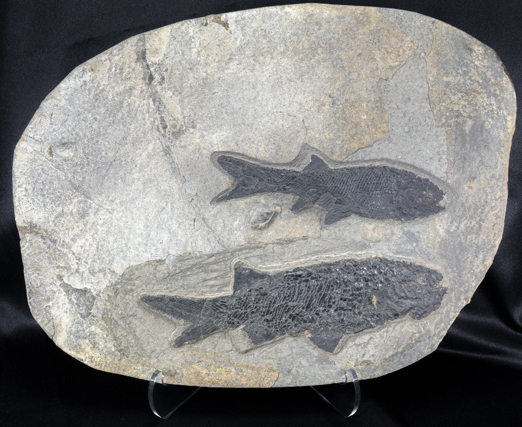 Permian Fish Fossil Paramblypterus sp and Amblypterus sp – Chalk Hills ...
