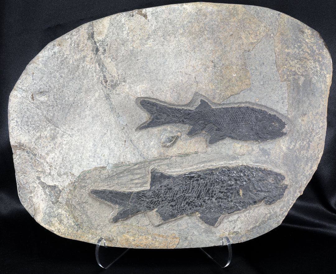 Permian Fish Fossil Paramblypterus sp and Amblypterus sp – Chalk Hills ...