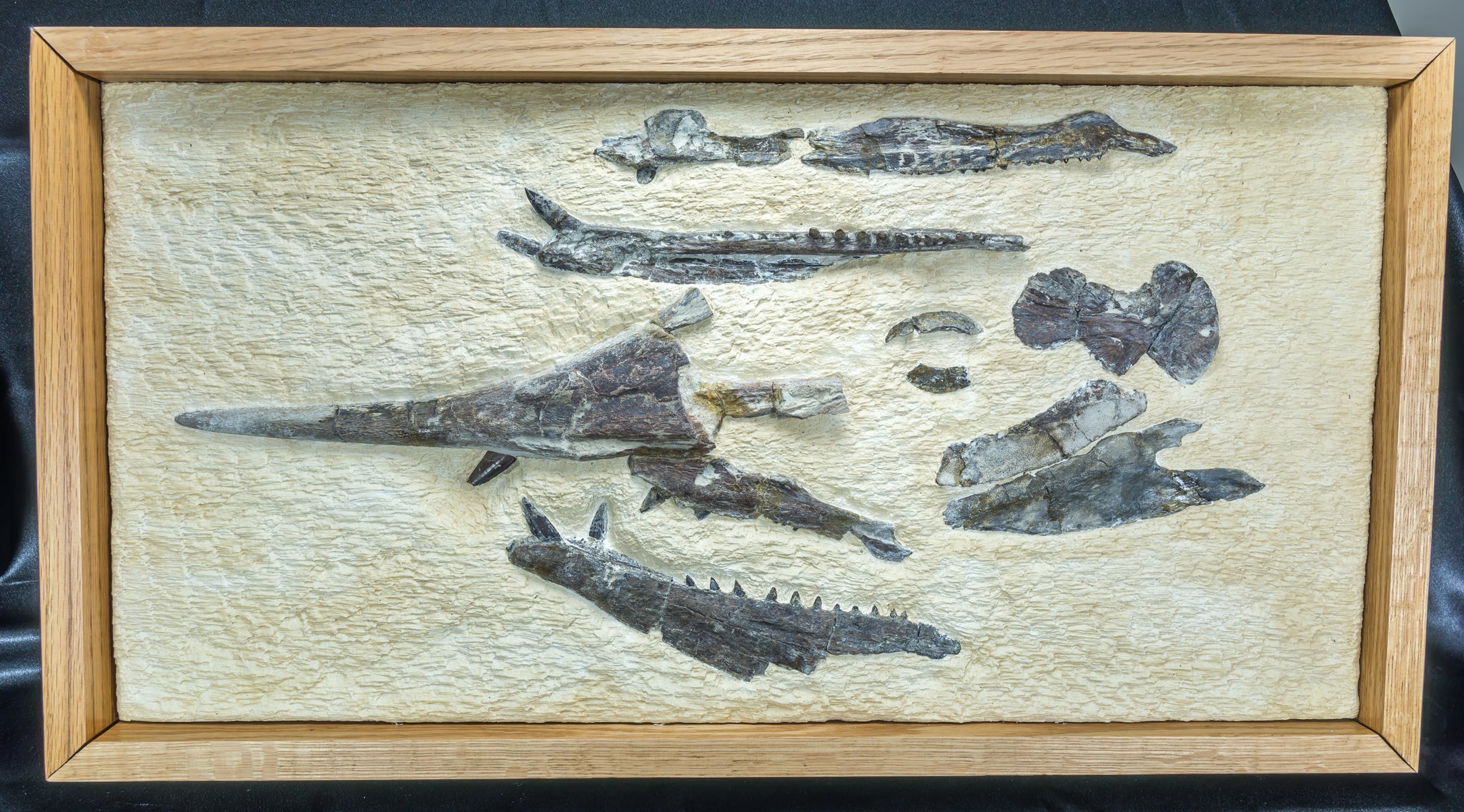 Protosphyraena Skull 2 – Chalk Hills Fossils