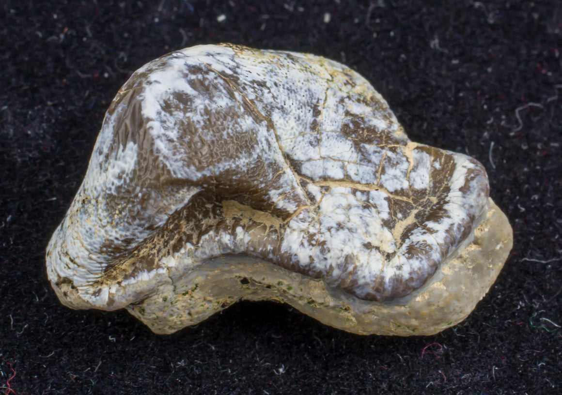 Niobrara Chalk Fossils – Chalk Hills Fossils