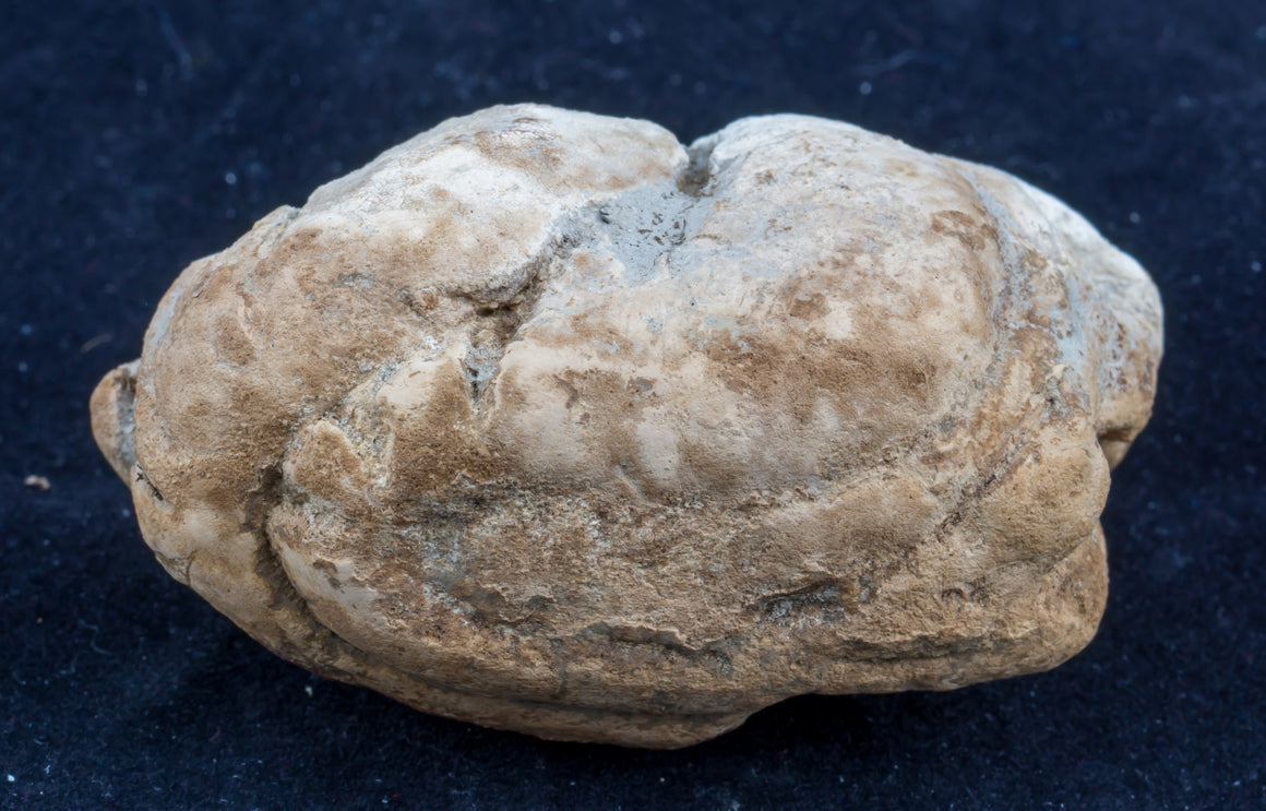 Niobrara Chalk Fossils – Tagged "Coprolite" – Chalk Hills Fossils