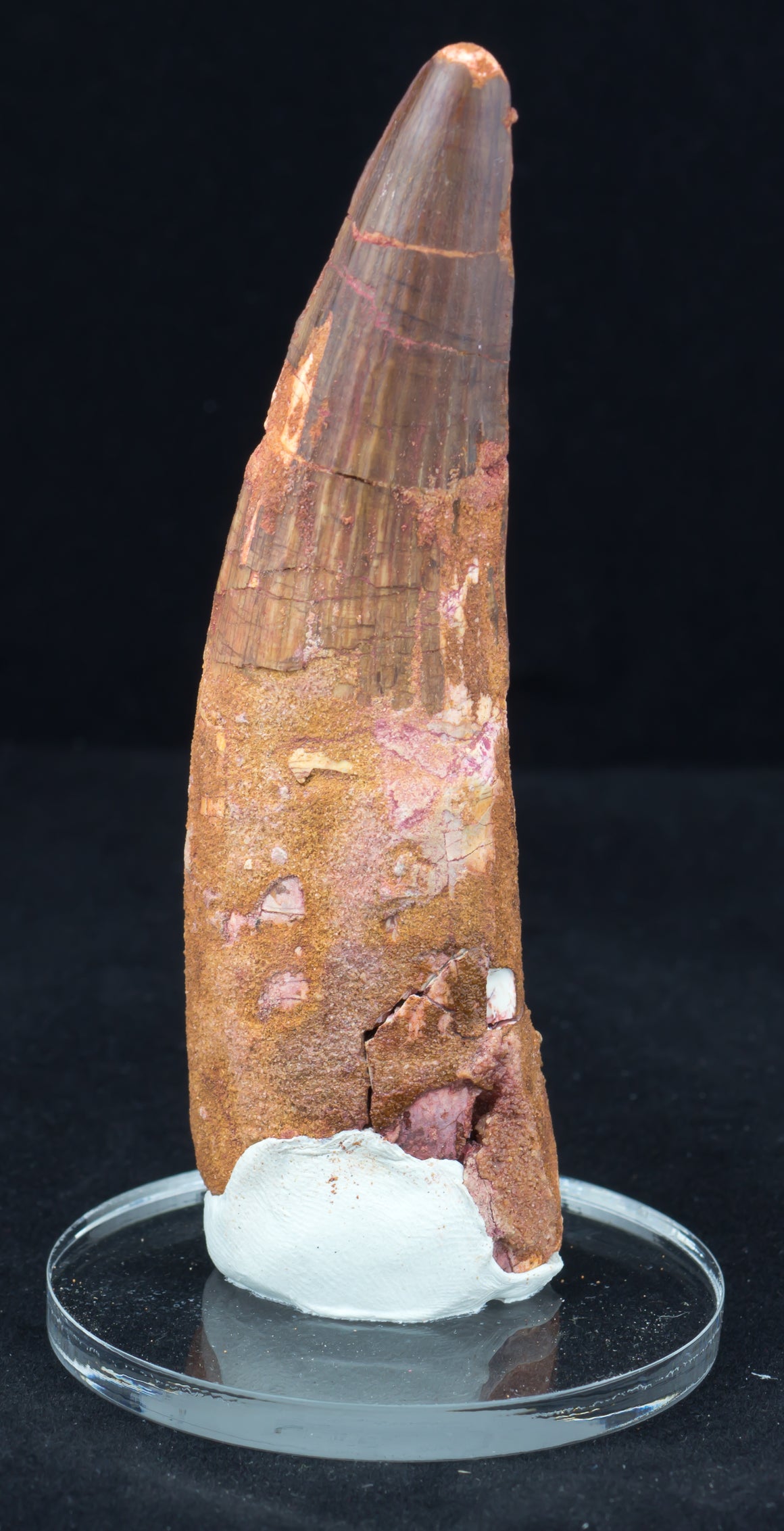 Dinosaur and Other Teeth – Tagged "Spinosaurus" – Chalk Hills Fossils