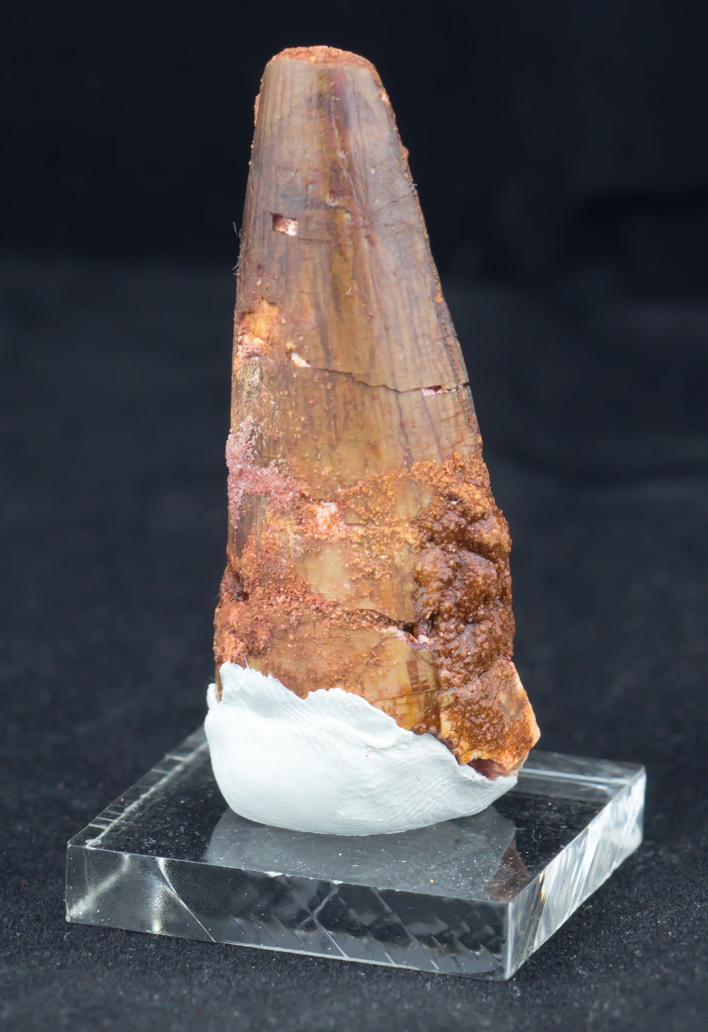 2" Spinosaurus Tooth – Chalk Hills Fossils