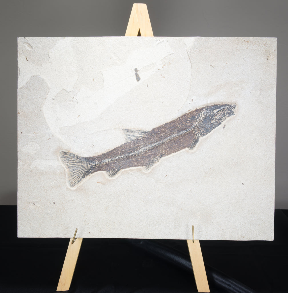 Notogoneus osculus #1 – Chalk Hills Fossils