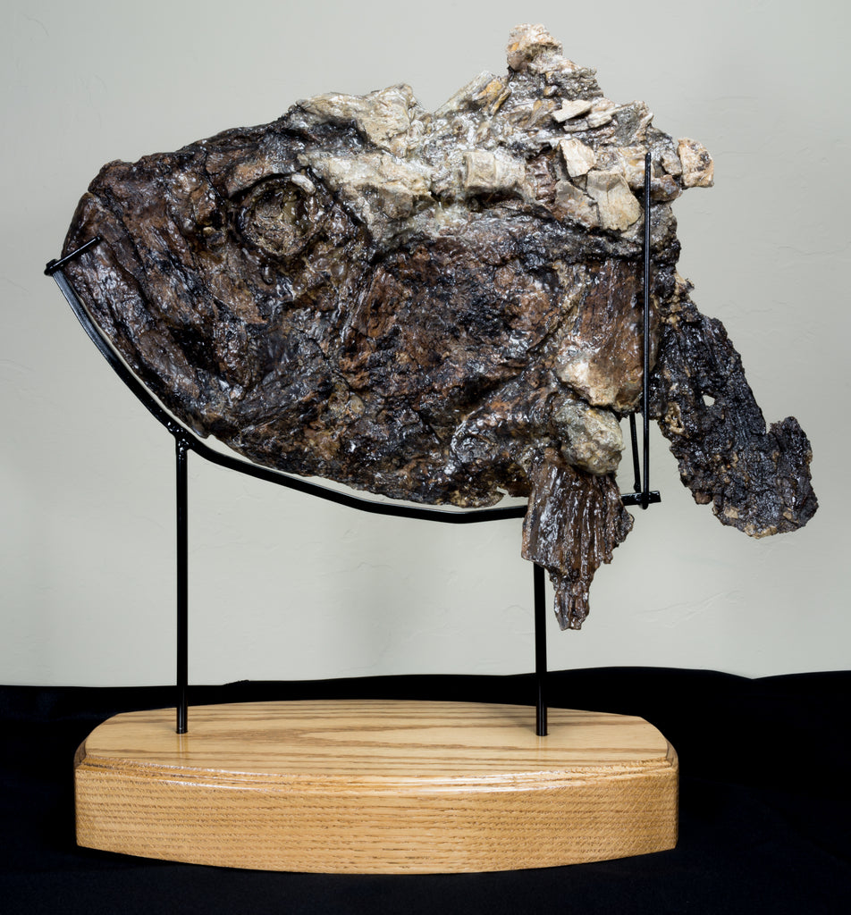 Ichthyodectes Skull – Chalk Hills Fossils