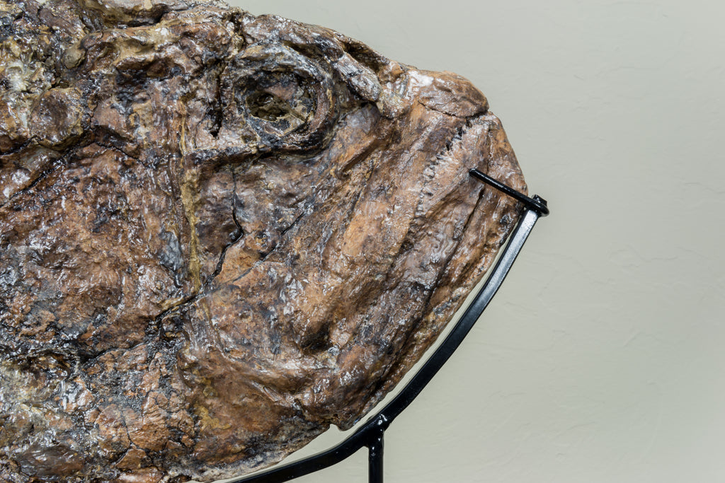 Ichthyodectes Skull – Chalk Hills Fossils