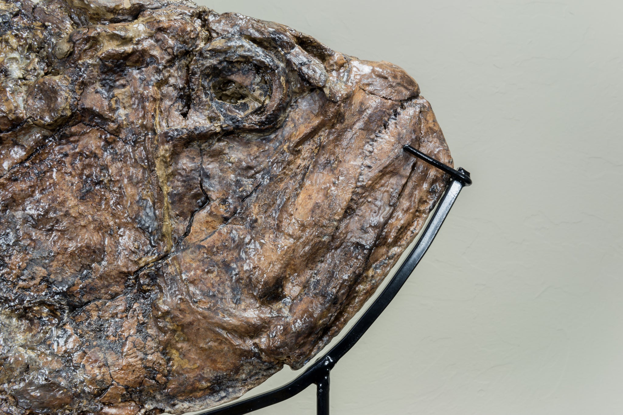 Ichthyodectes Skull – Chalk Hills Fossils