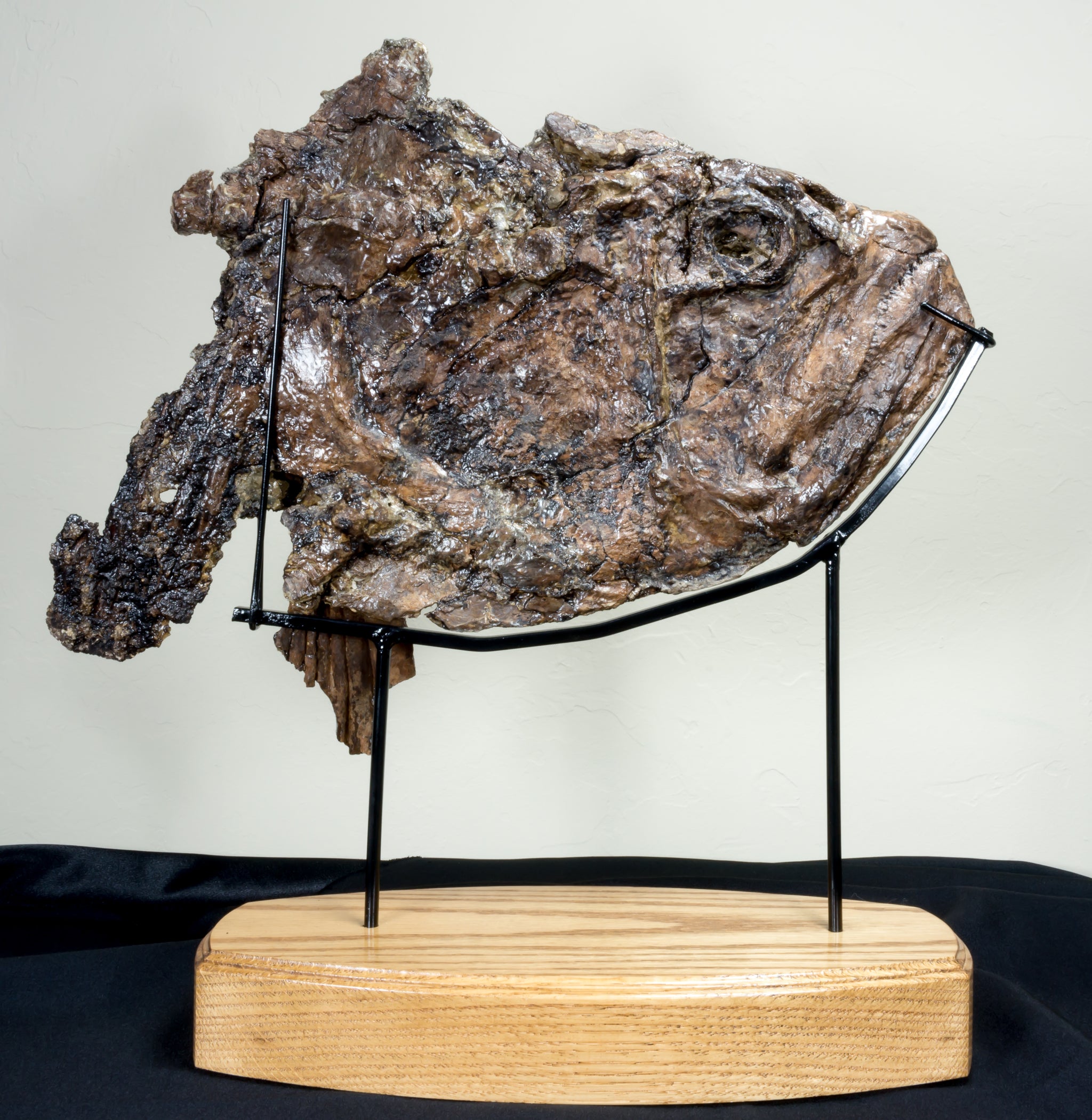 Ichthyodectes Skull – Chalk Hills Fossils