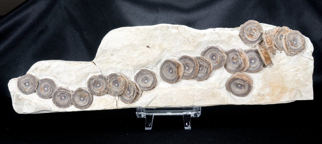 Fossil Shark Vertebra – Chalk Hills Fossils